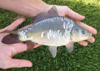 Coarse Fish Suppliers Gallery - White Water Fisheries.