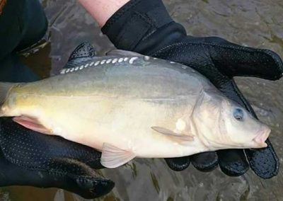 Coarse Fish Suppliers Gallery - White Water Fisheries.