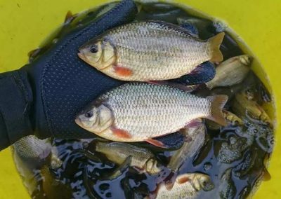 Coarse Fish Suppliers Gallery - White Water Fisheries.