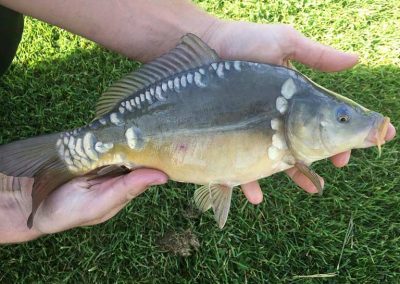 Coarse Fish Suppliers Gallery - White Water Fisheries.