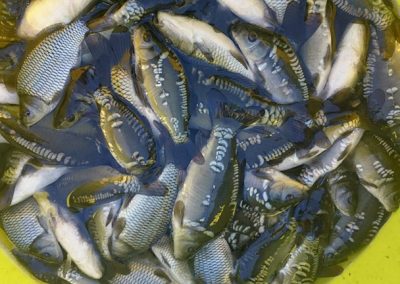 Coarse Fish Suppliers Gallery - White Water Fisheries.