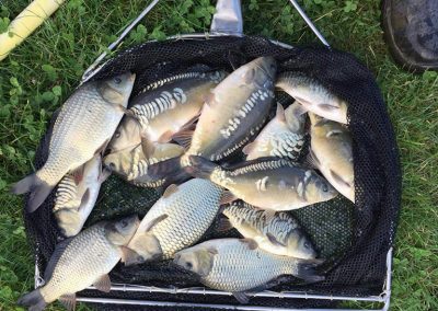 Coarse Fish Suppliers Gallery - White Water Fisheries.