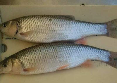 Coarse Fish Suppliers Gallery - White Water Fisheries.