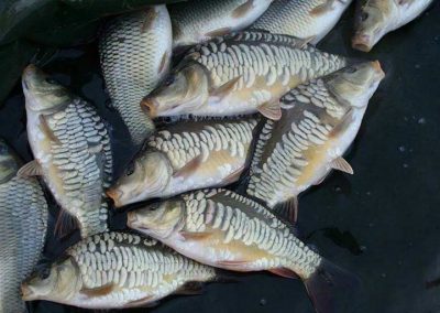 Coarse Fish Suppliers Gallery - White Water Fisheries.