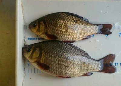 Coarse Fish Suppliers Gallery - White Water Fisheries.