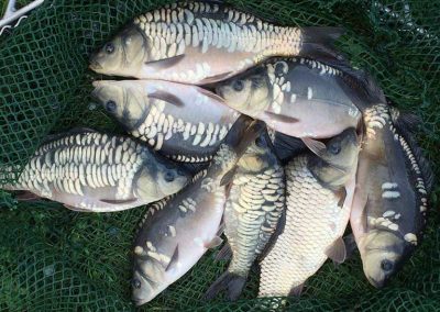 Coarse Fish Suppliers Gallery - White Water Fisheries.