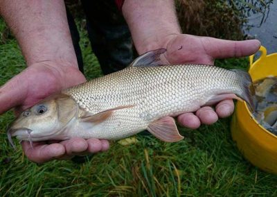 Coarse Fish Suppliers Gallery - White Water Fisheries.