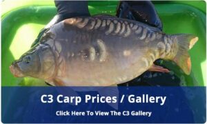 Carp For Sale, Specimen Carp up to 16lb - White Water Fisheries