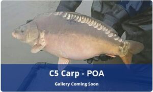 Carp For Sale, Specimen Carp up to 16lb - White Water Fisheries