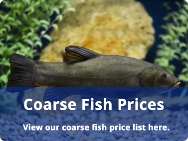 Coarse Fish For Sale - Carp, Bream, Tench, Barbel & More