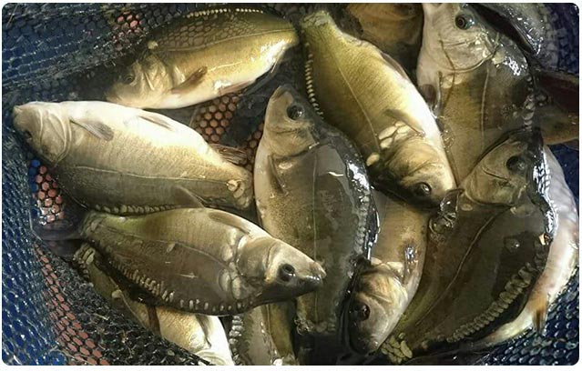 Coarse Fish For Sale - Carp, Bream, Tench, Barbel & More