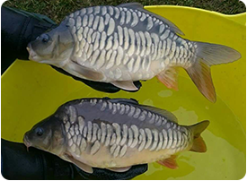 Coarse Fish Price List, White Water Fisheries
