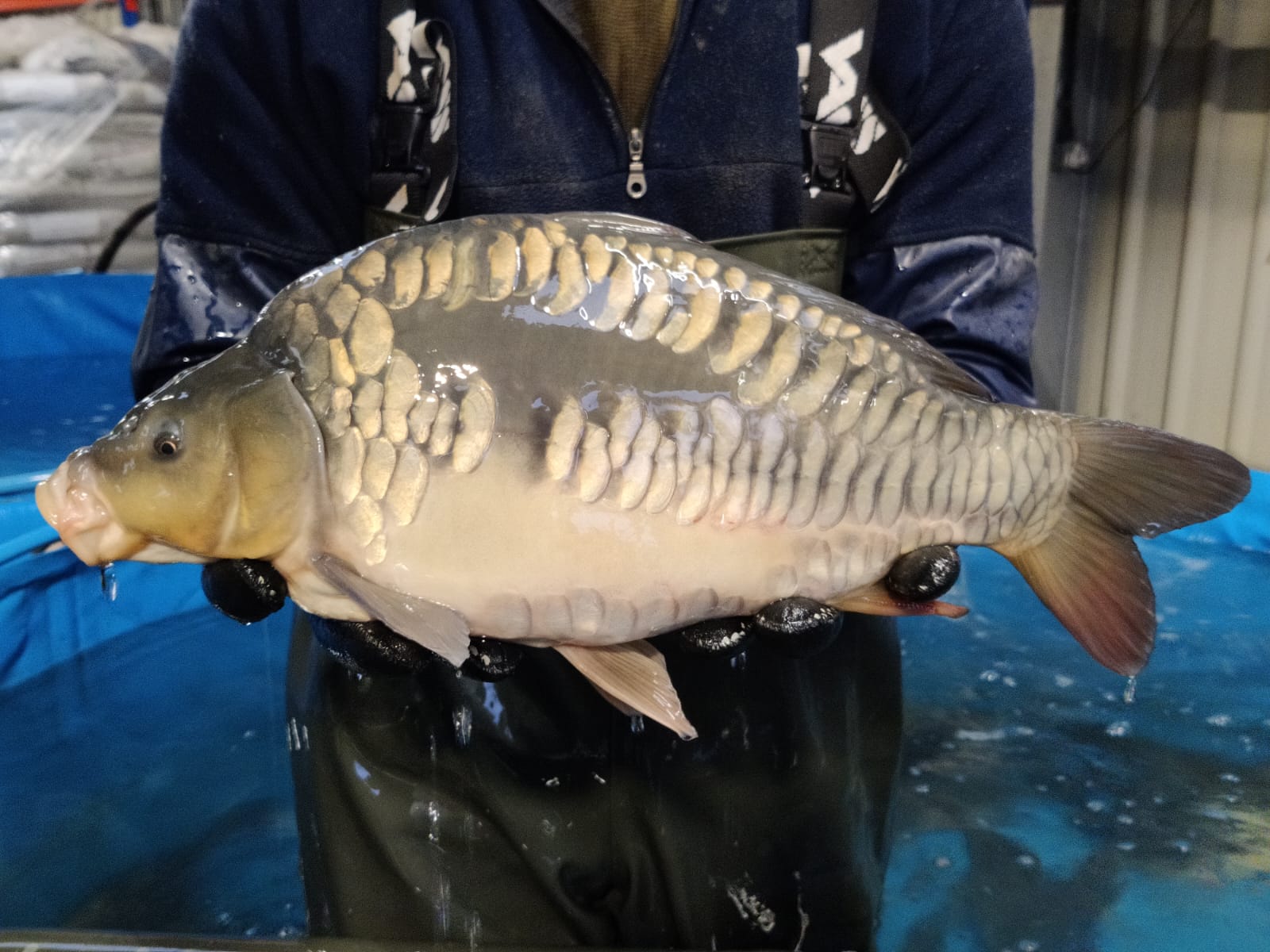 C2 Carp Gallery (2 Summer) - White Water Fisheries