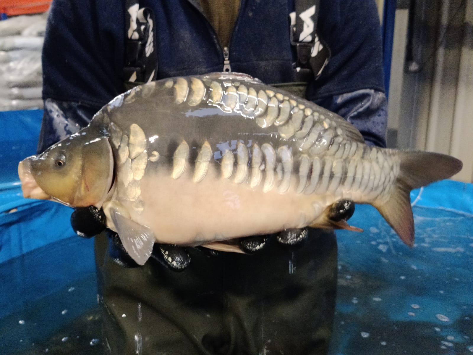 C2 Carp Gallery (2 Summer) - White Water Fisheries