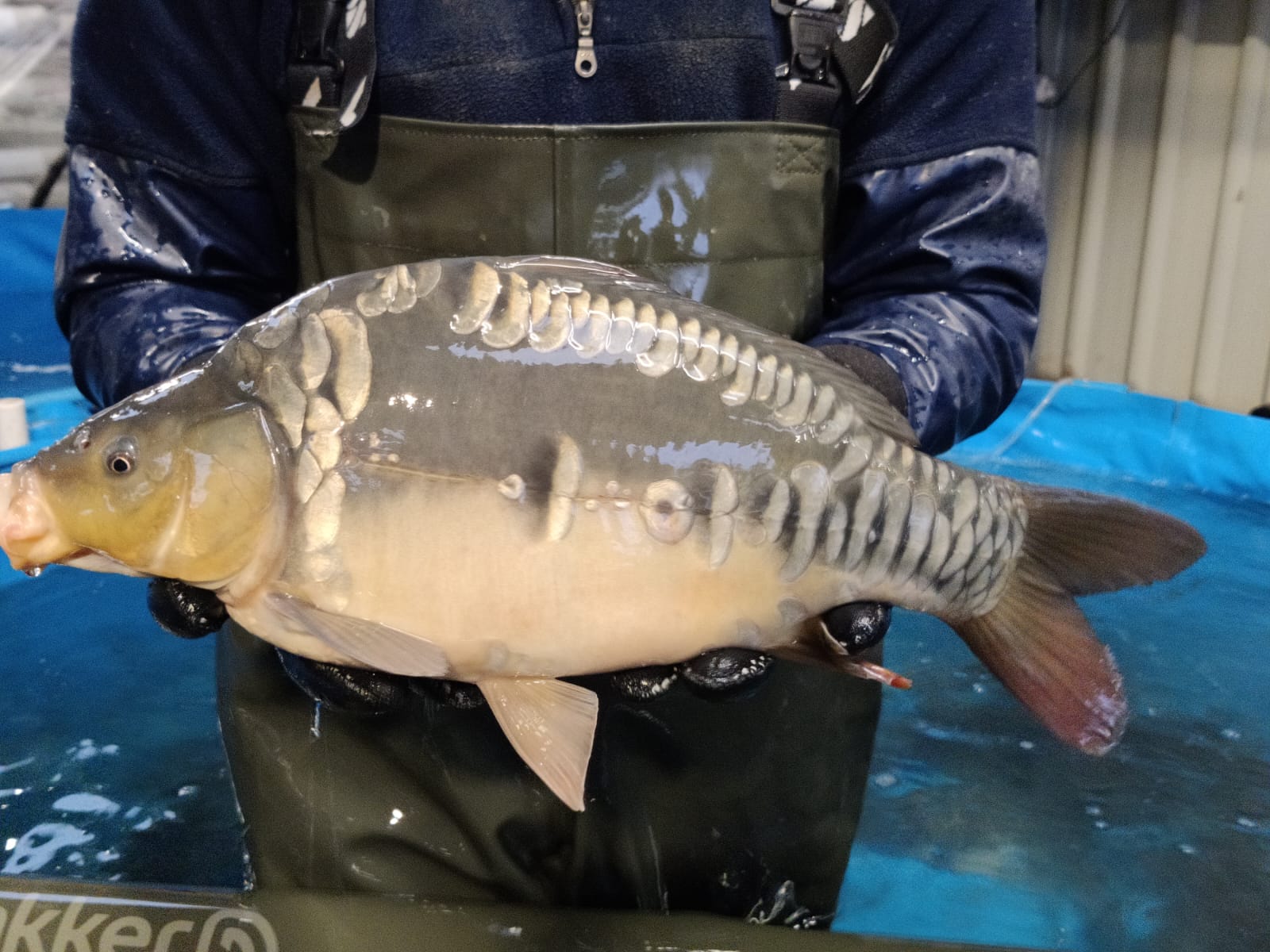 C2 Carp Gallery (2 Summer) - White Water Fisheries