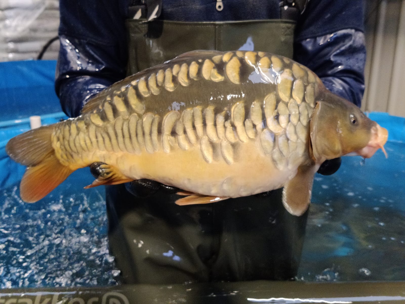 C2 Carp Gallery (2 Summer) - White Water Fisheries