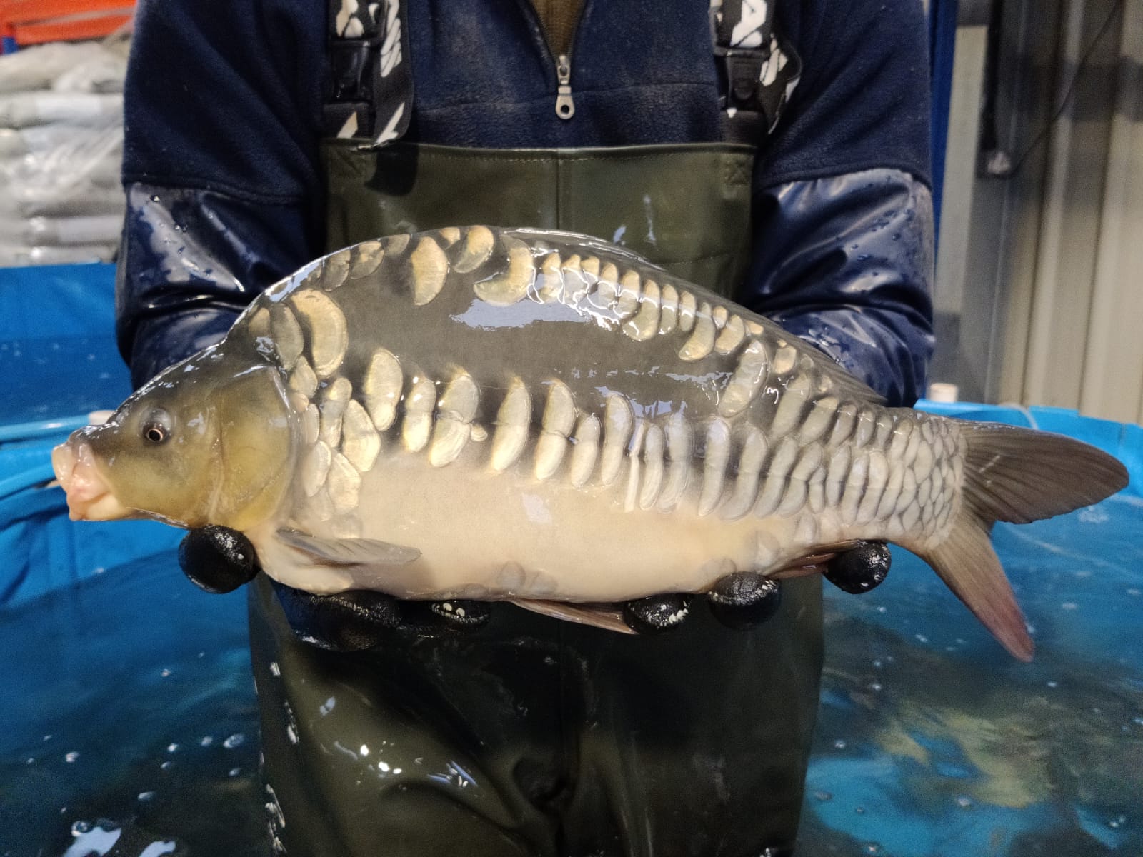 C2 Carp Gallery (2 Summer) - White Water Fisheries