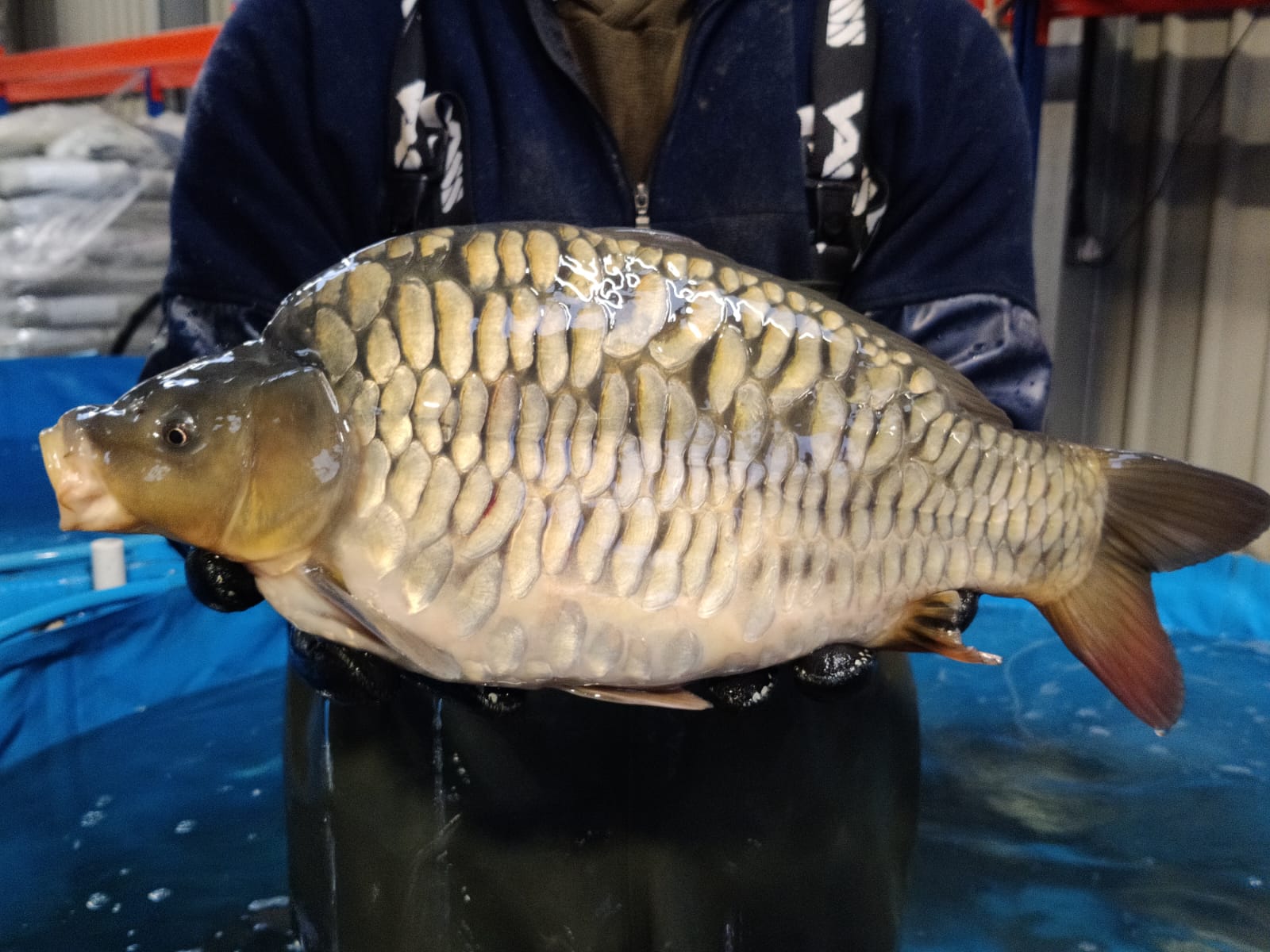 C2 Carp Gallery (2 Summer) - White Water Fisheries