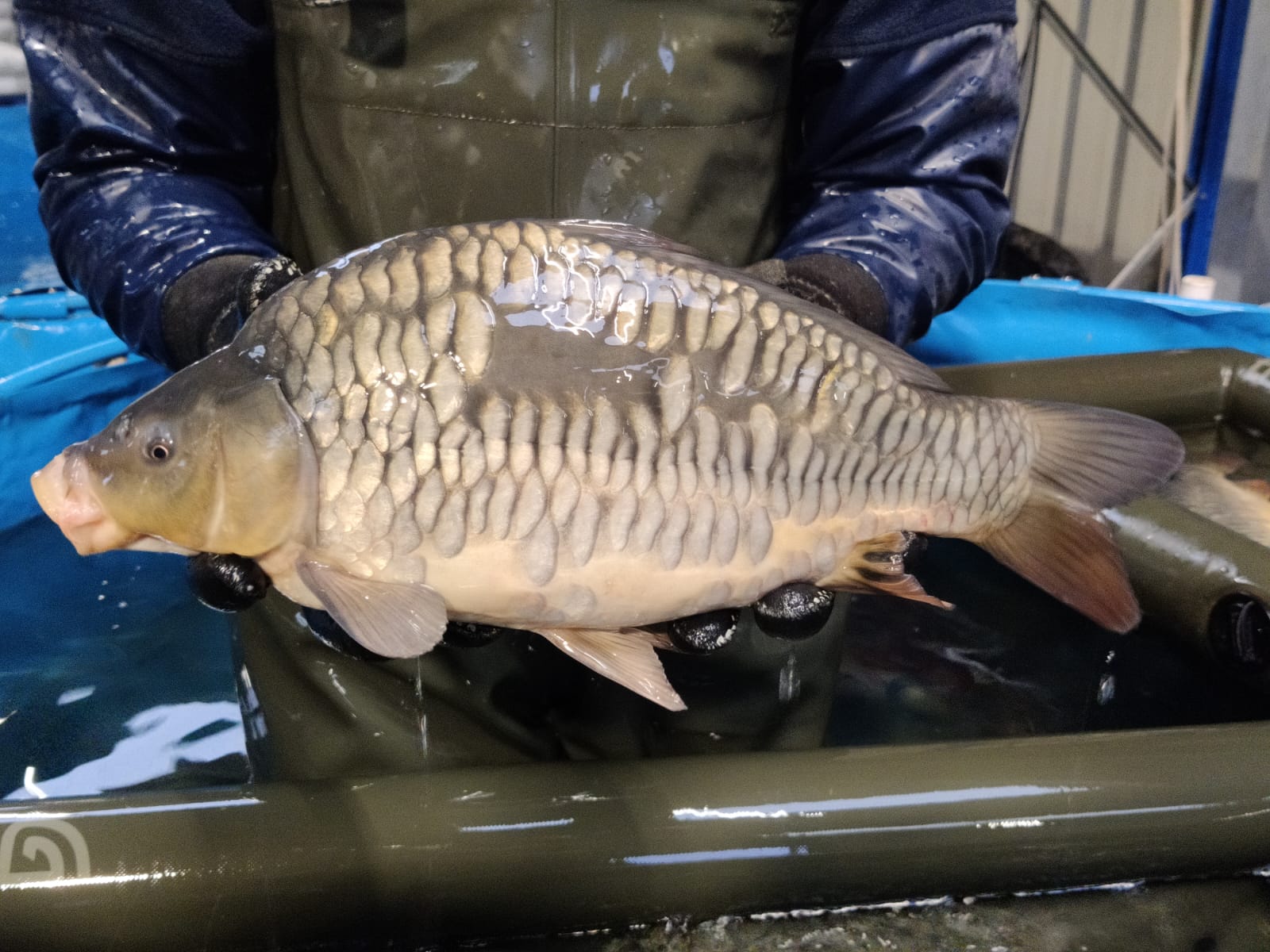 C2 Carp Gallery (2 Summer) - White Water Fisheries