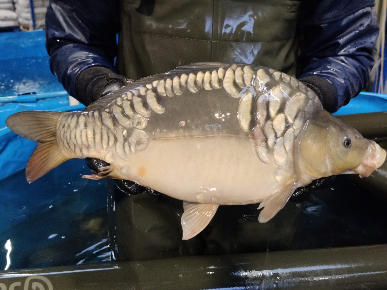 C2 Carp Gallery (2 Summer) - White Water Fisheries