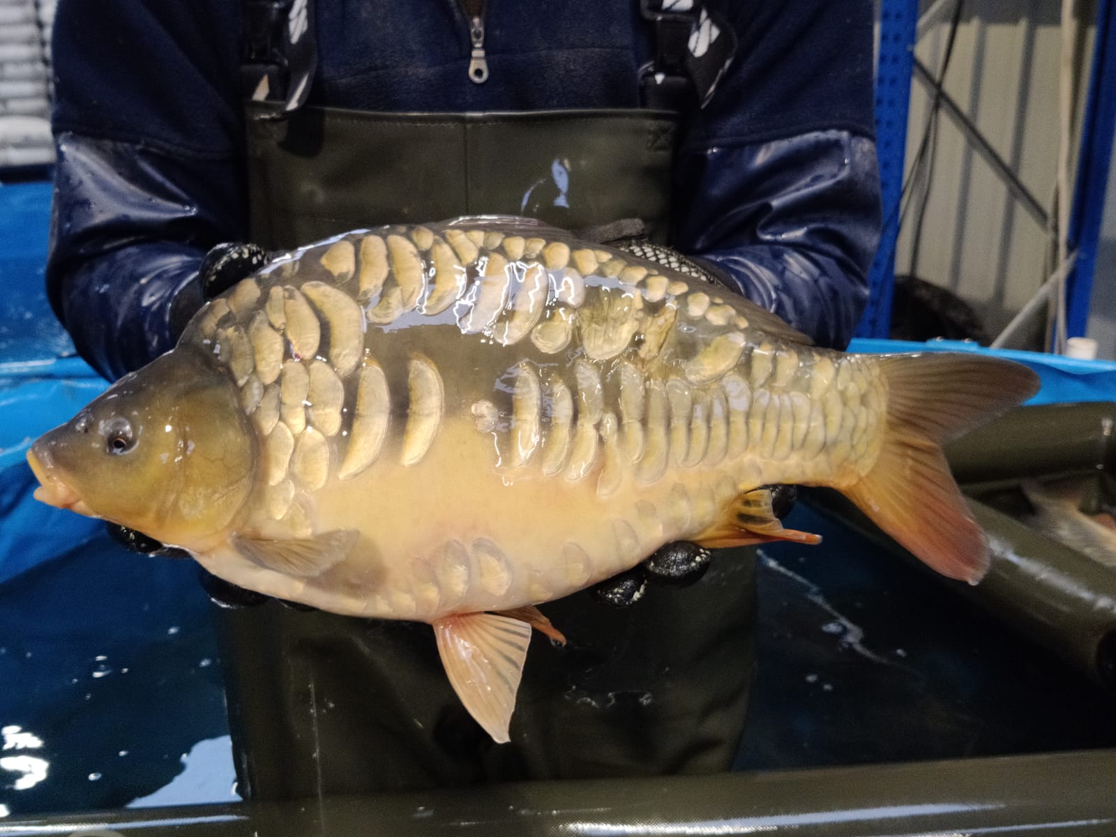 C2 Carp Gallery (2 Summer) - White Water Fisheries