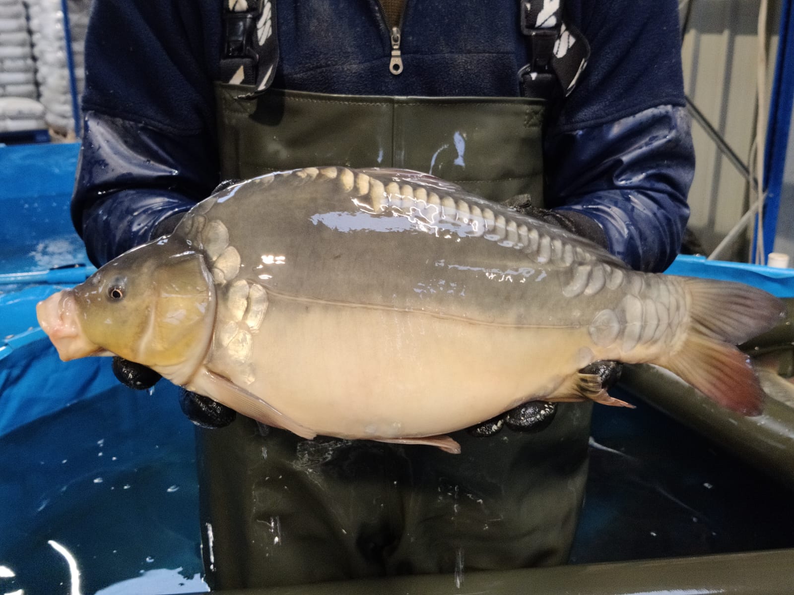 C2 Carp Gallery (2 Summer) - White Water Fisheries