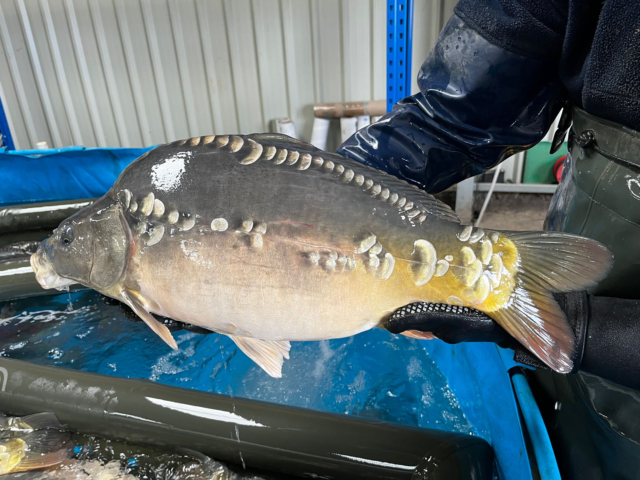 C3 Carp Gallery (3 Summer) - White Water Fisheries