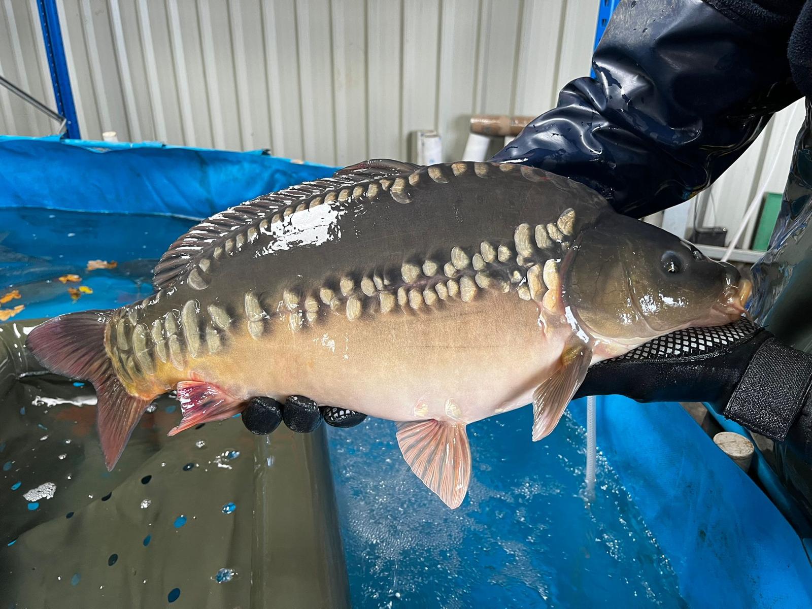 C3 Carp Gallery (3 Summer) - White Water Fisheries