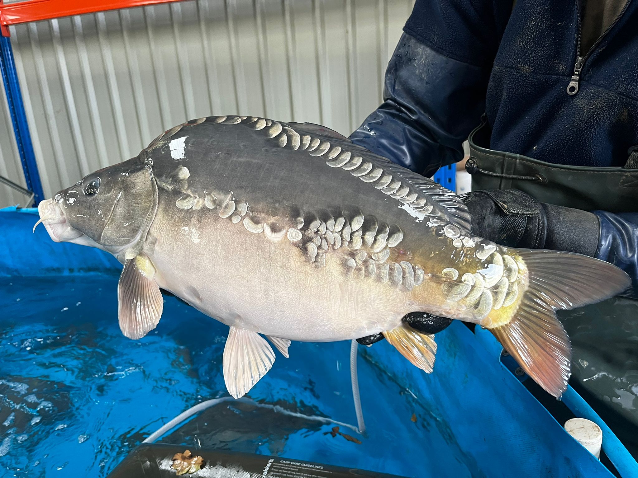 C3 Carp Gallery (3 Summer) - White Water Fisheries