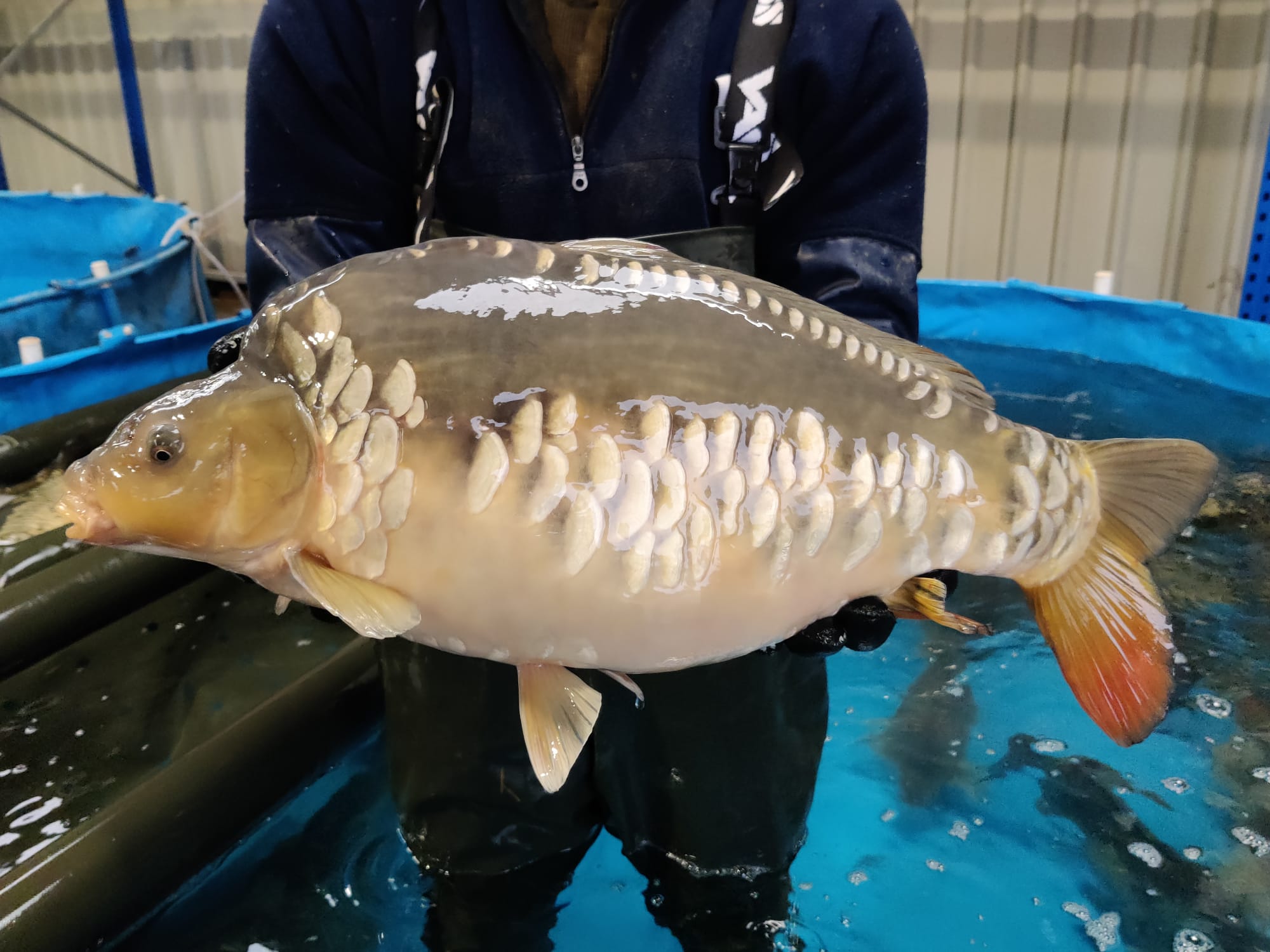 C4 Carp Gallery (4 Summer) - White Water Fisheries, Ripley.