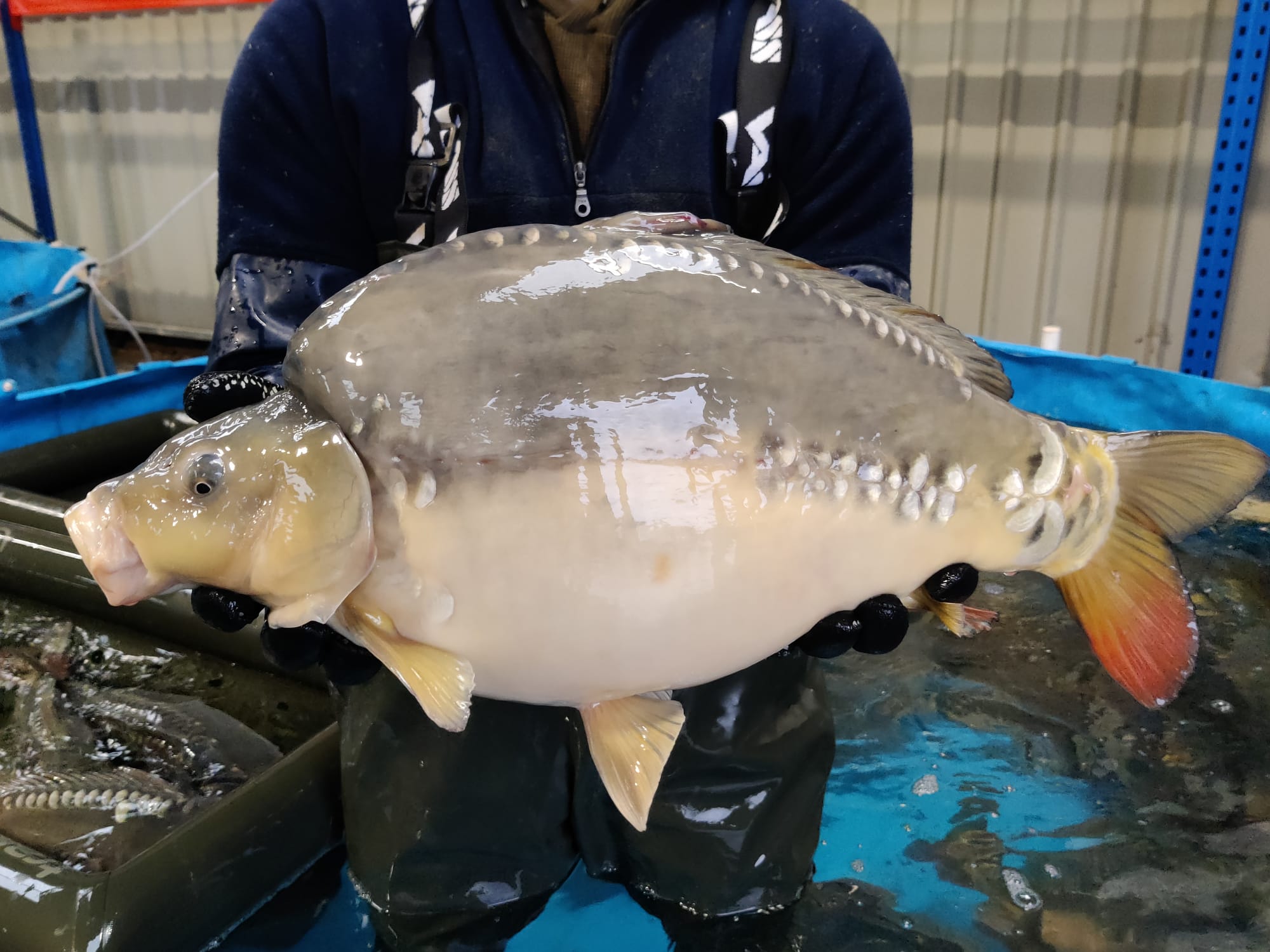 C4 Carp Gallery (4 Summer) - White Water Fisheries, Ripley.