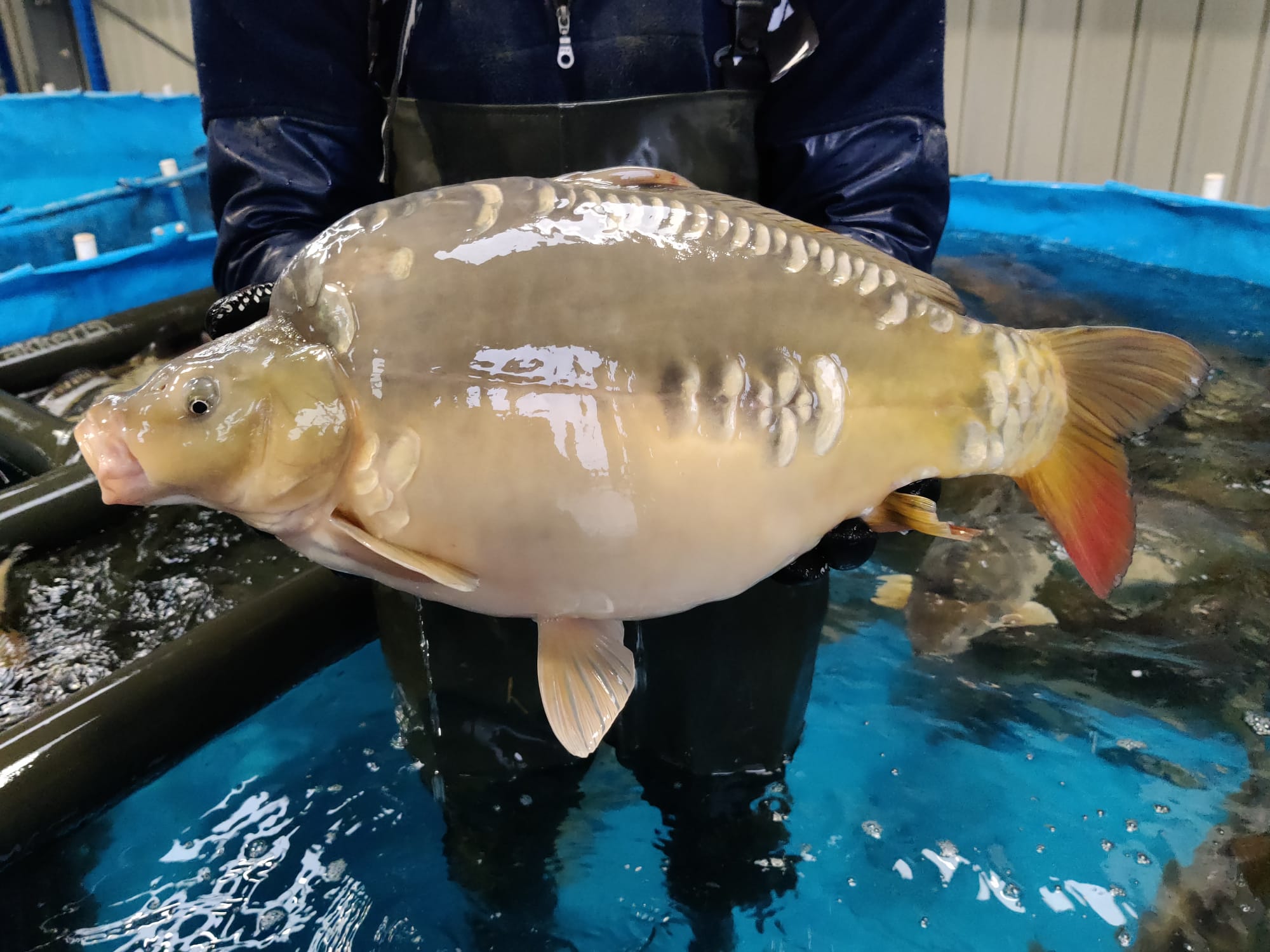 C4 Carp Gallery (4 Summer) - White Water Fisheries, Ripley.