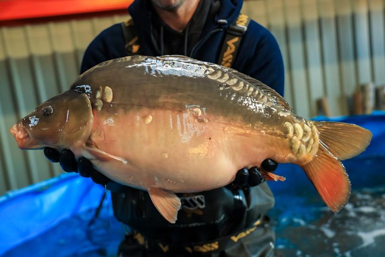 Carp For Sale, Specimen Carp up to 18lb - White Water Fisheries