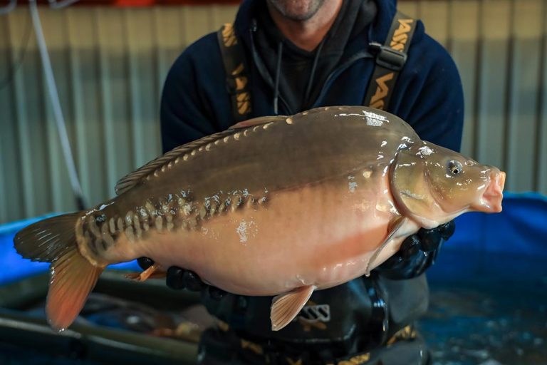 Carp For Sale, Specimen Carp up to 18lb - White Water Fisheries