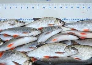 Coarse Fish For Sale - Carp, Bream, Tench, Barbel & More