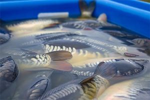 Carp For Sale, Specimen Carp up to 18lb - White Water Fisheries
